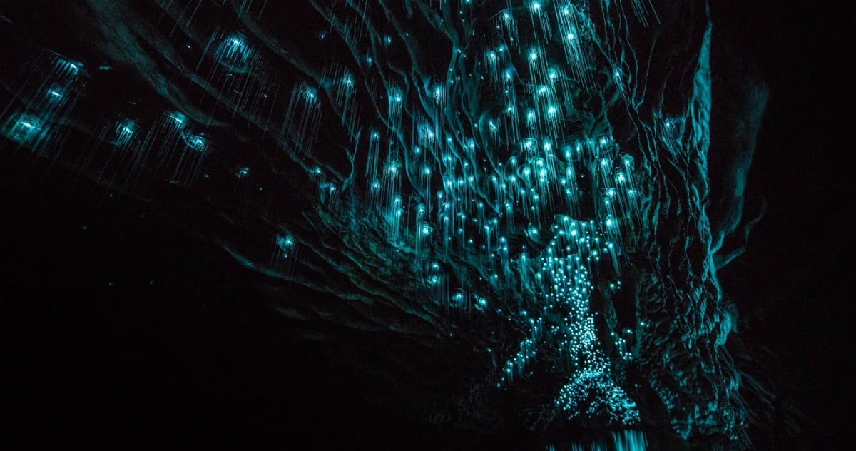 Review Of Waitomo Glowworm Caves Blackwater Rafting In NZ.